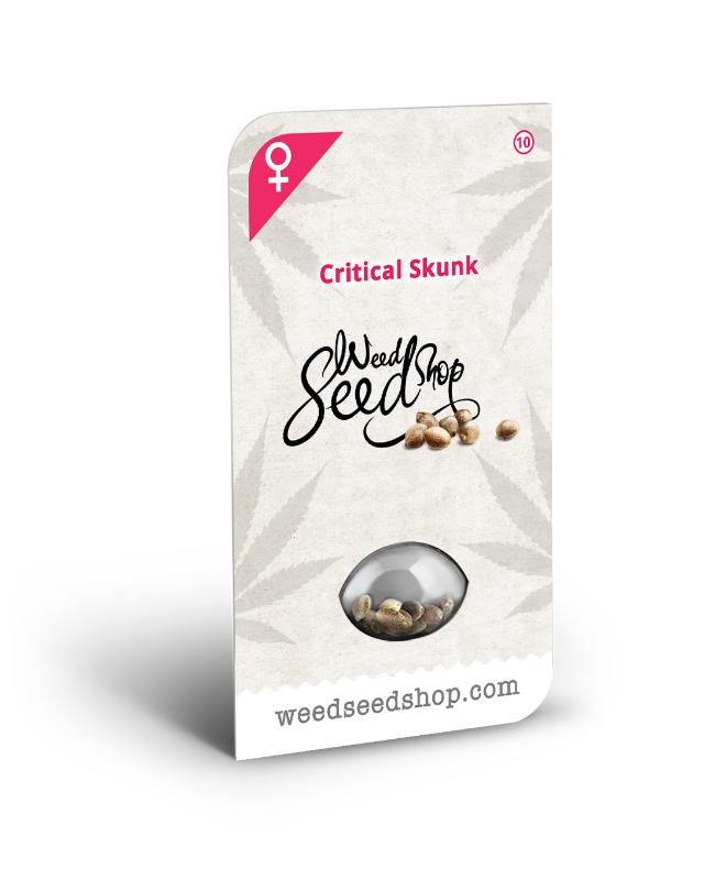 Graines de Critical Skunk Féminisées-WeedSeedShop